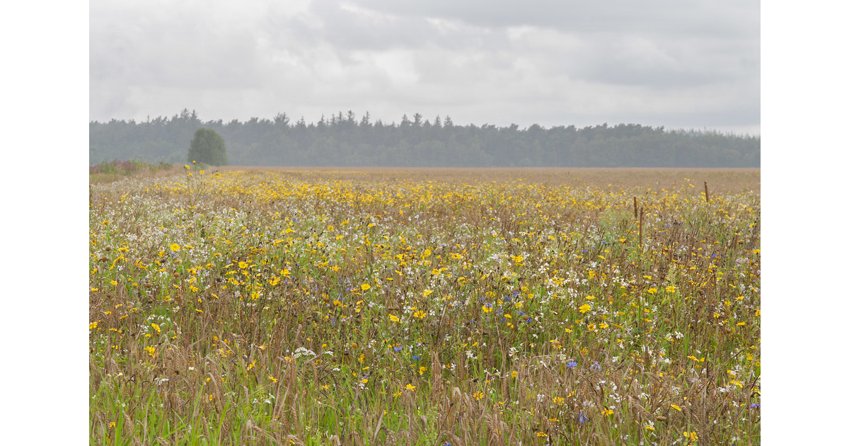 Kruidenrijk grasland en het beheersen van pitrus | BoerenNatuur Fryslân